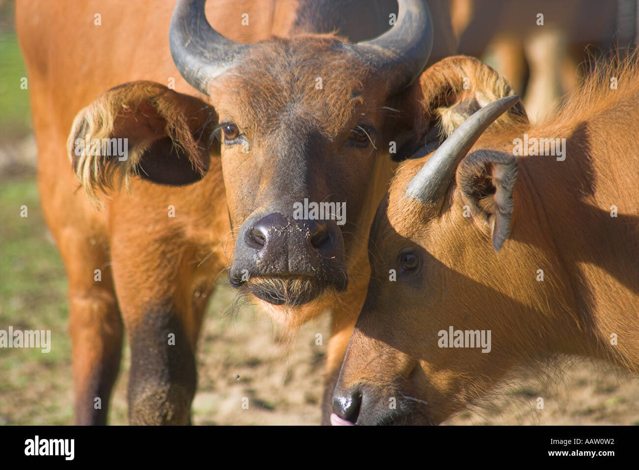 Congo buffalo head to head Stock Photo - Alamy