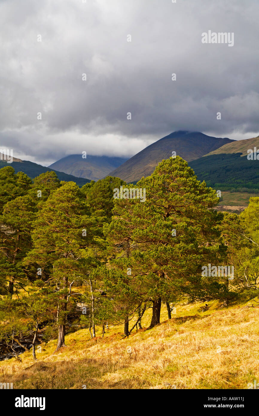 Scots Pine trees in the Ancient Forest of Beinn Dubhchraig between ...