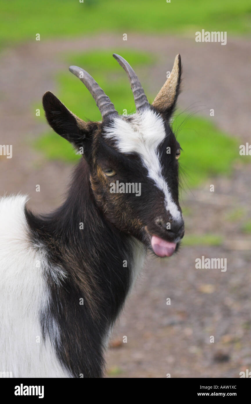 Head and shoulders of goat at Burpham Court Farm Stock Photo - Alamy