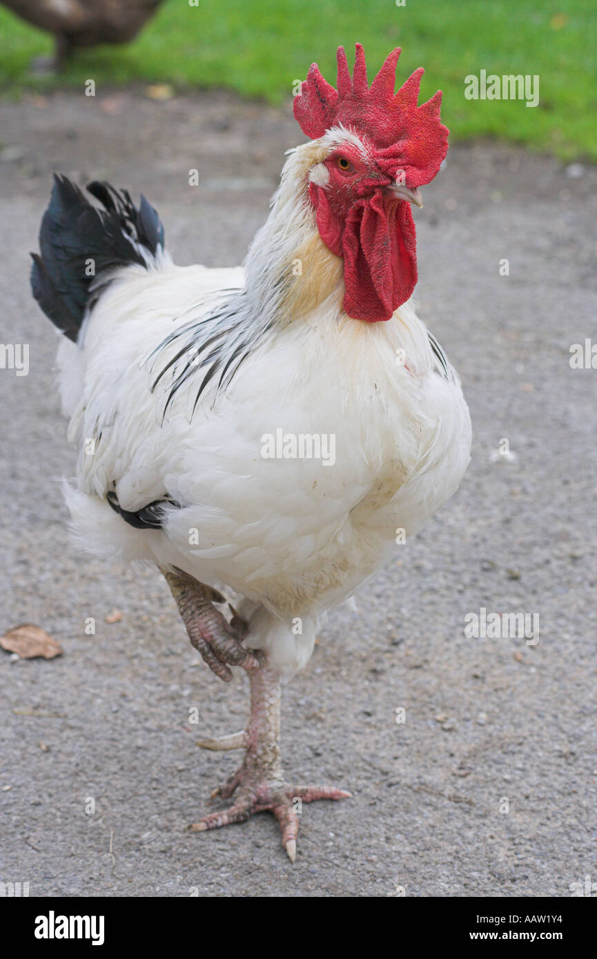 White Cockerel on one leg Stock Photo - Alamy