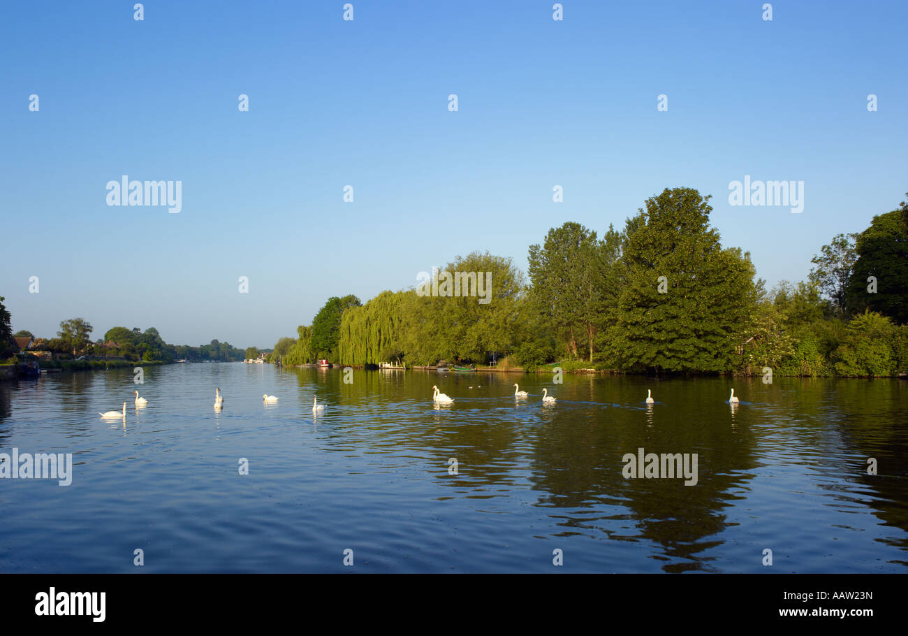 Swans on the River Thames at Walton on Thames Surrey England Stock ...