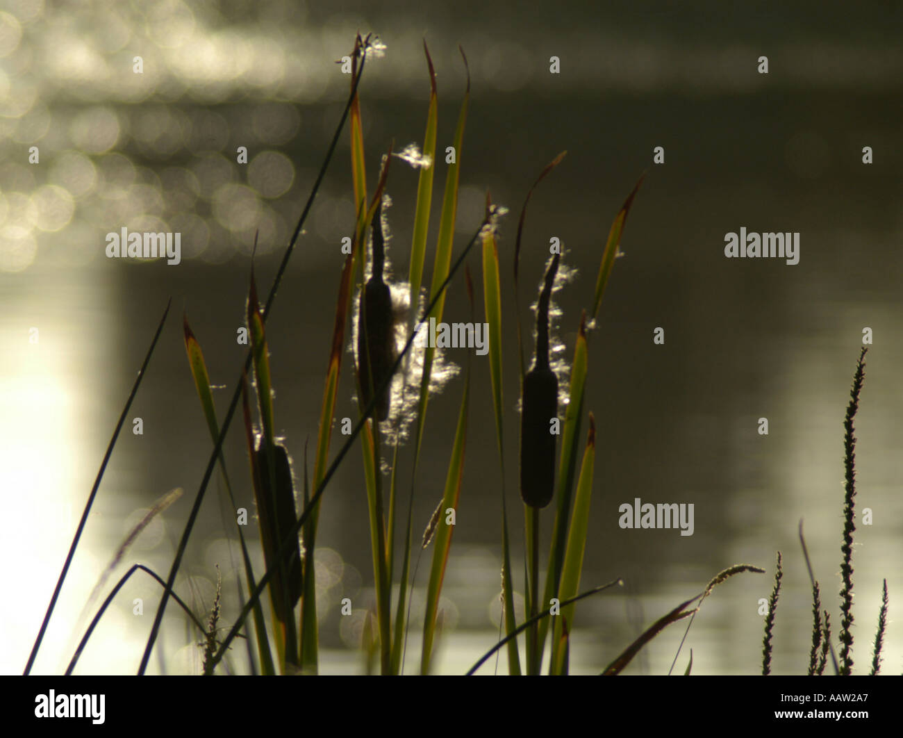 WETLAND BULLRUSHES Stock Photo - Alamy