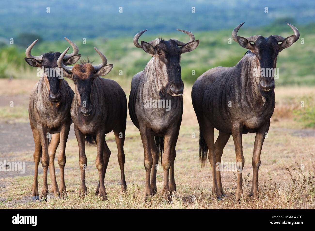 Blue common wildebeest Connochaetes taurinus Hluhluwe Umfolozi Park ...