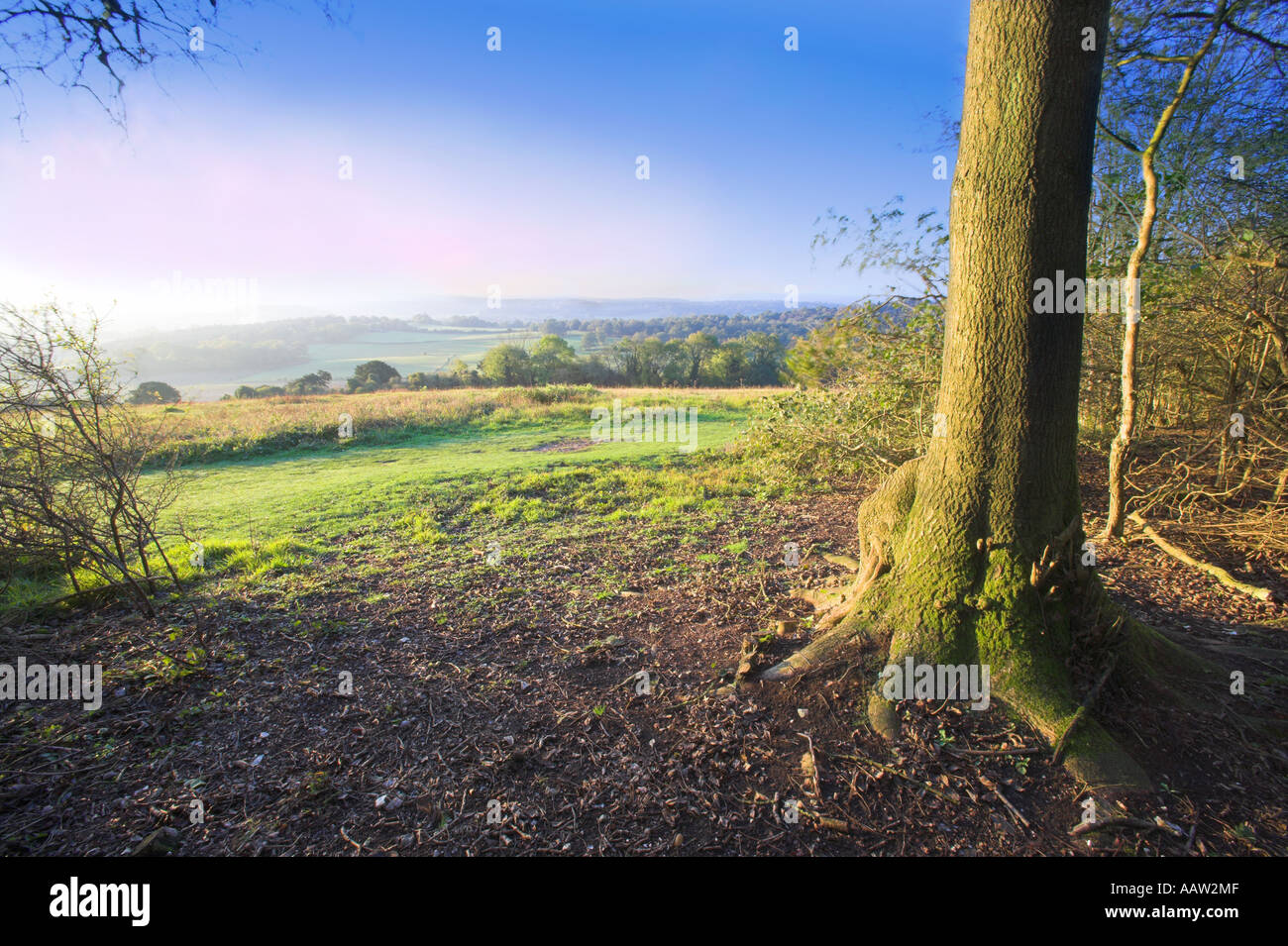 Landscape at Newlands Corner with pink and blue dawn sky Stock Photo ...