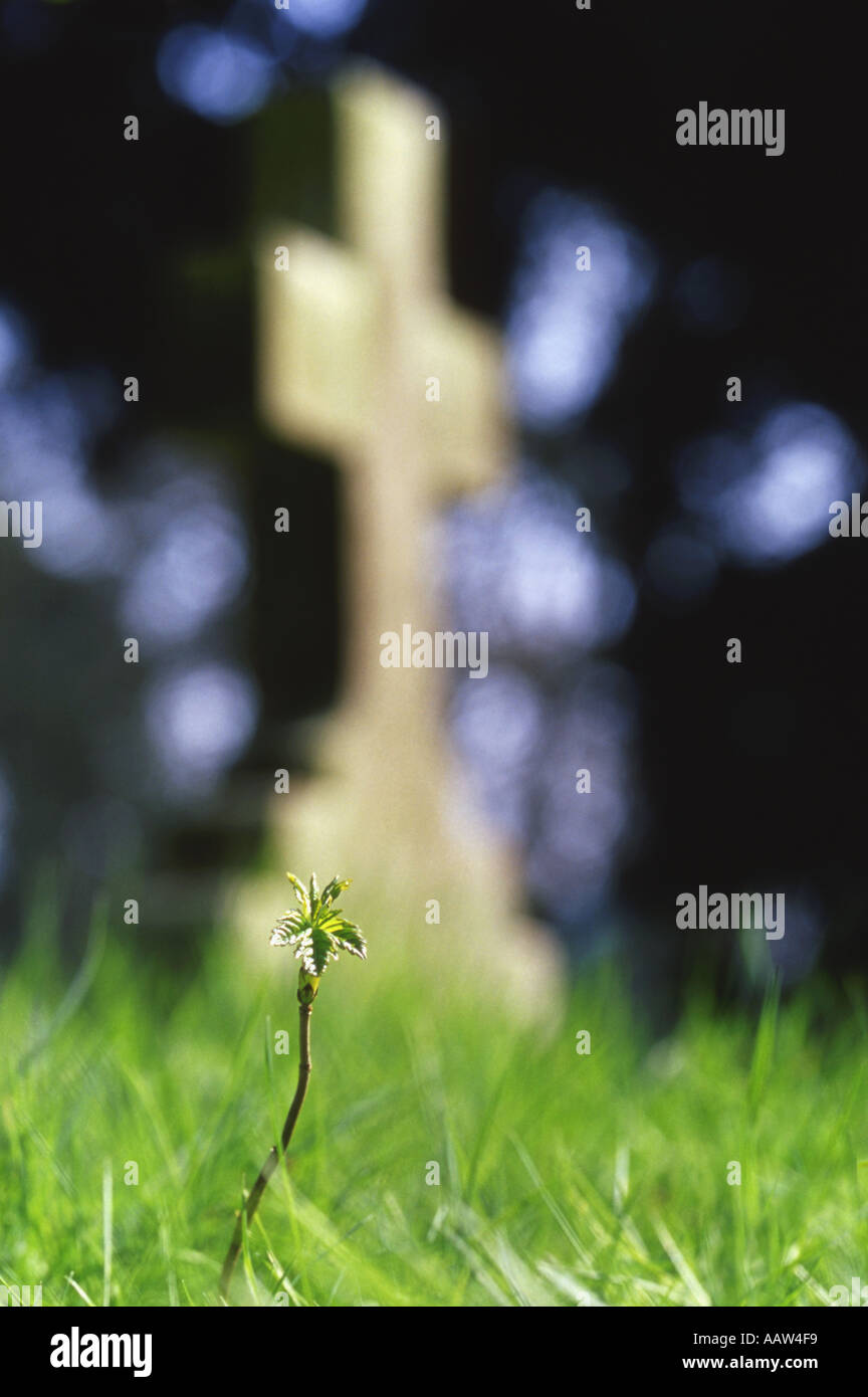 Sapling growing on grave Stock Photo - Alamy
