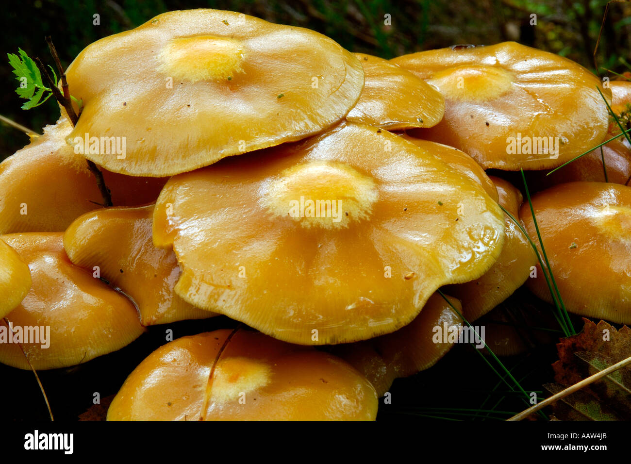 Plentiful fungi hi-res stock photography and images - Alamy