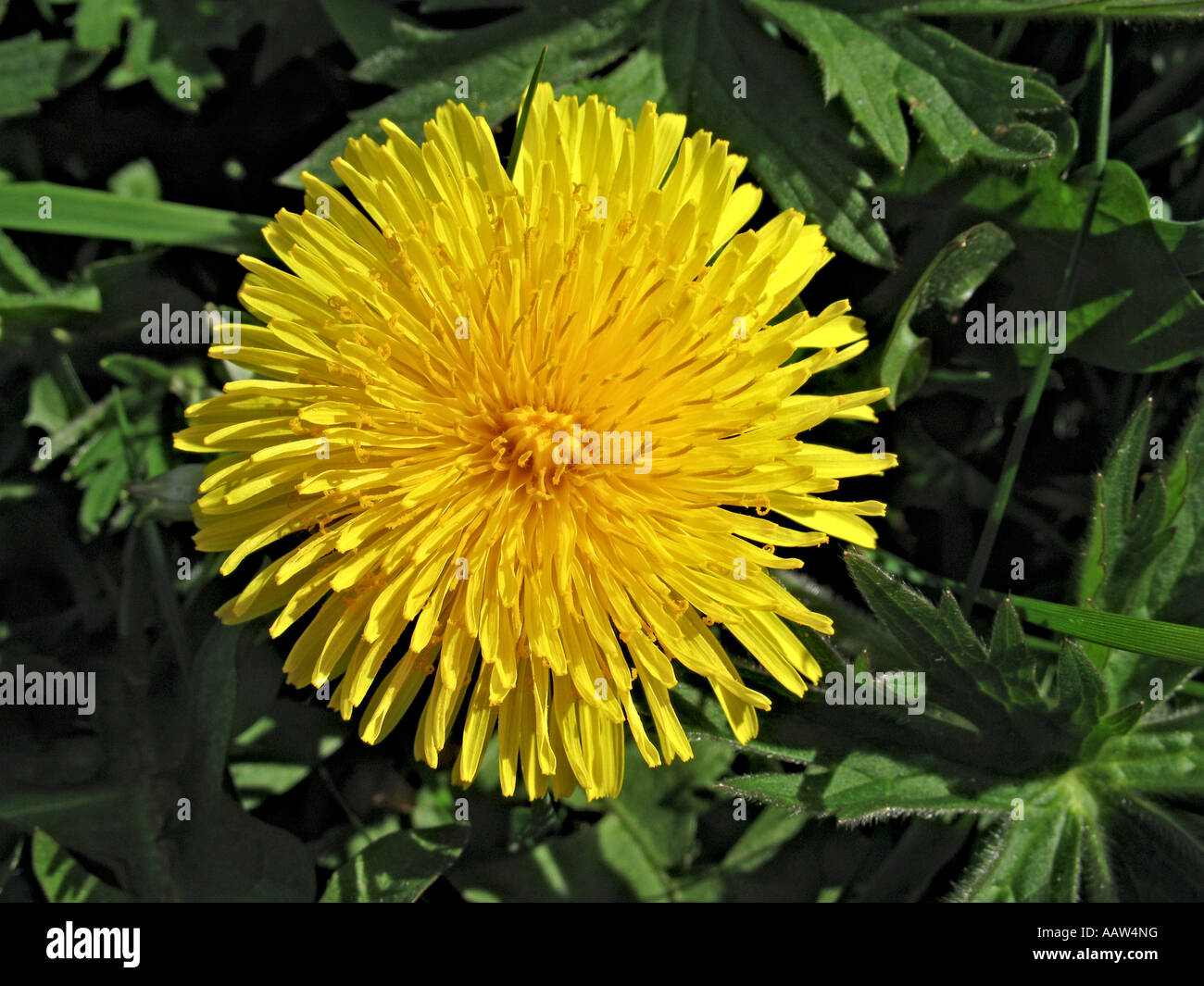 Dandelion Taraxacum officinale flower in close up April UK Stock Photo ...