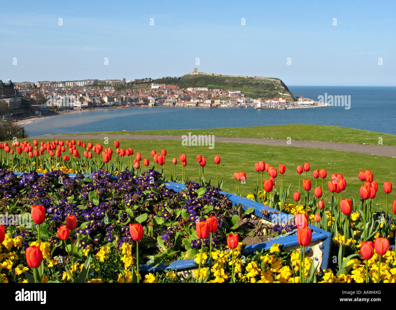 Cliff tulip hi-res stock photography and images - Alamy