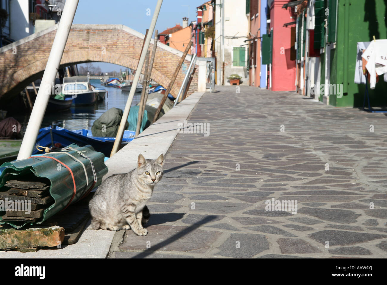 A grey cat on the street of Borano, Italy Stock Photo - Alamy