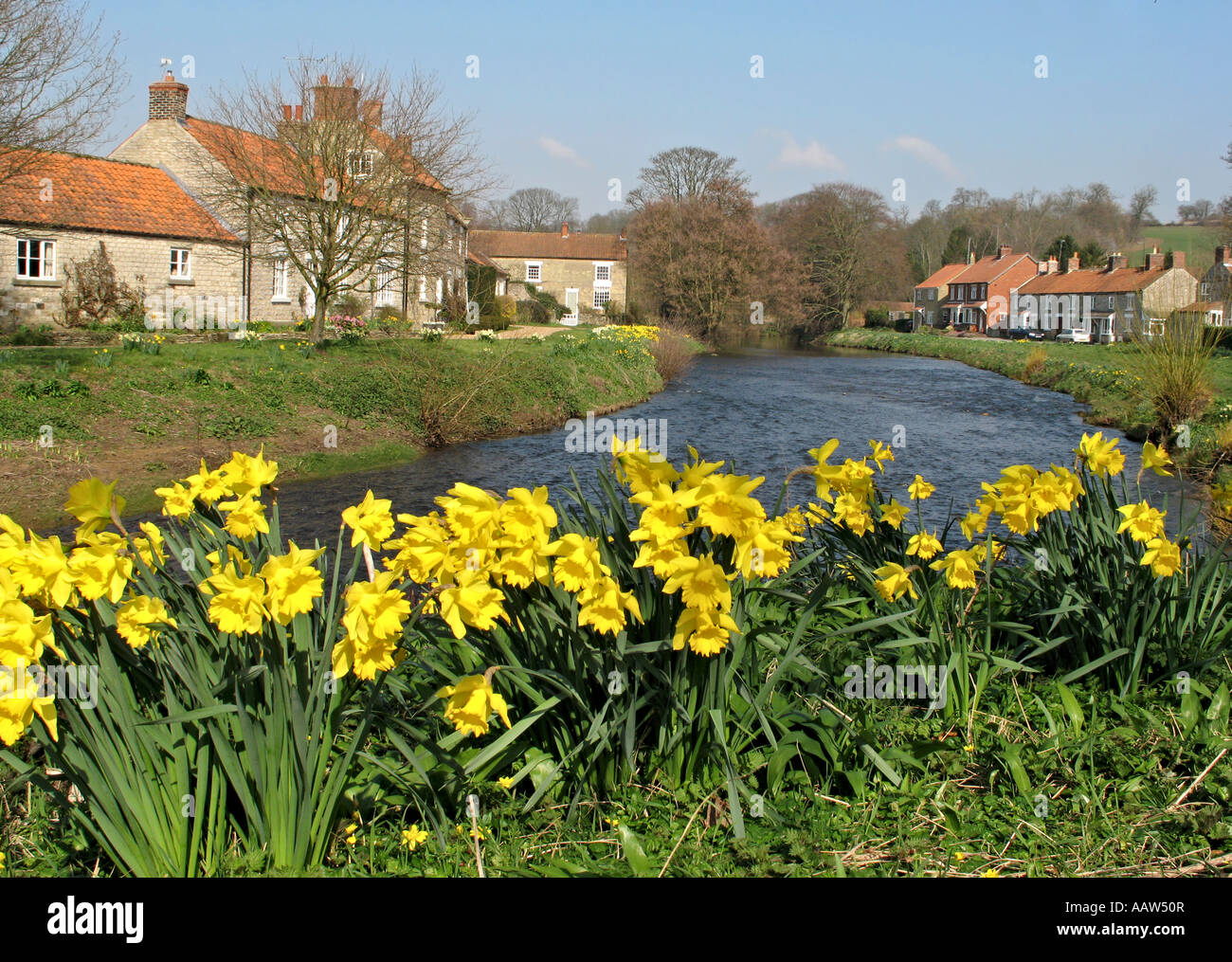 River Seven Cottages and Daffodils at Sinnington North Yorkshire UK ...