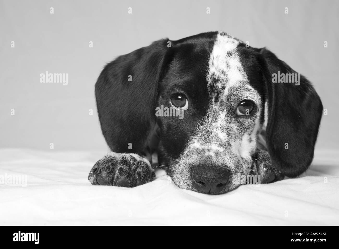 Dalmation cross dog hi-res stock photography and images - Alamy