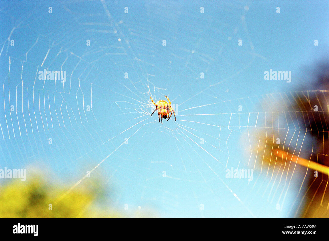 Spider's web, spider on its web Stock Photo - Alamy