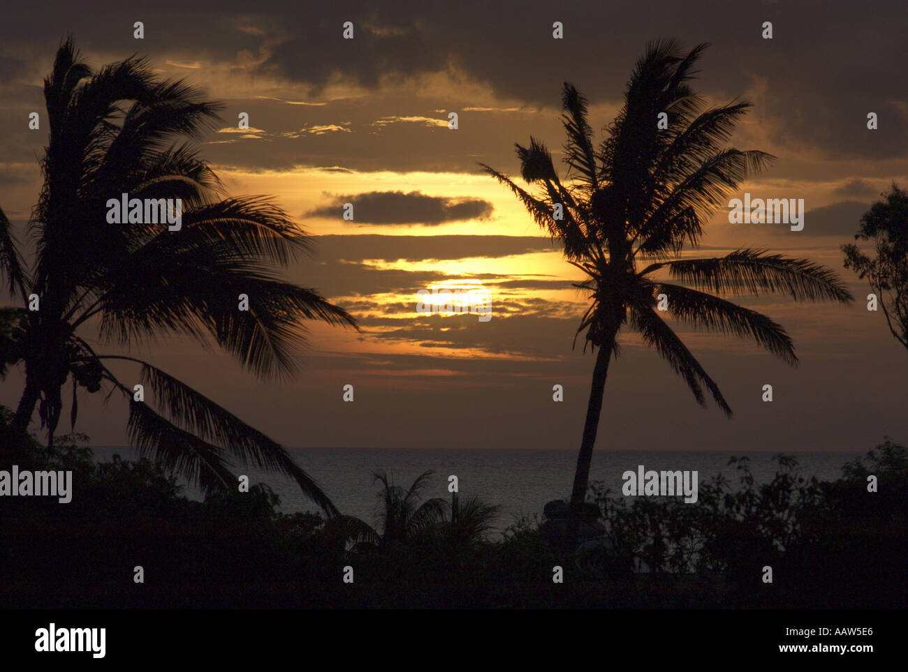 palm tree at sunset Stock Photo - Alamy