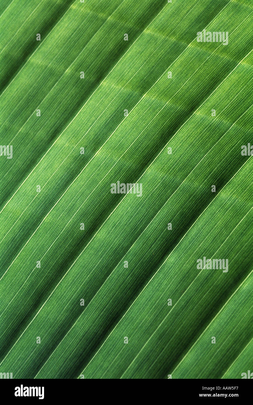 Parallel leaf veins hi-res stock photography and images - Alamy
