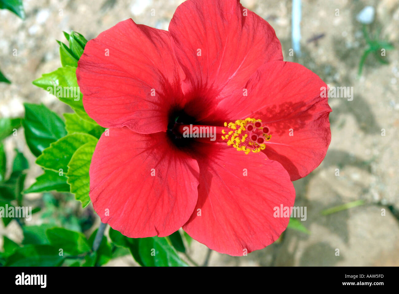 hibiscus flower on Island of Gozo Malta Stock Photo - Alamy