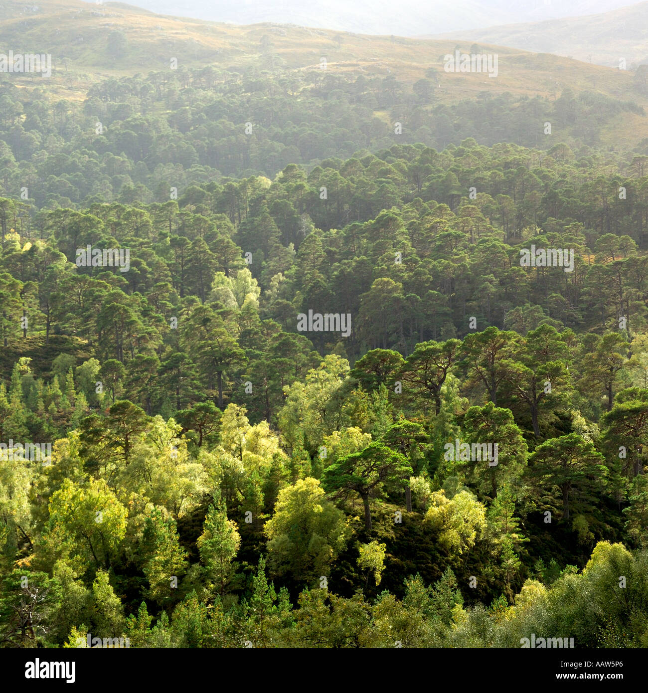Mass of trees viewed from above stretching into the distance various ...