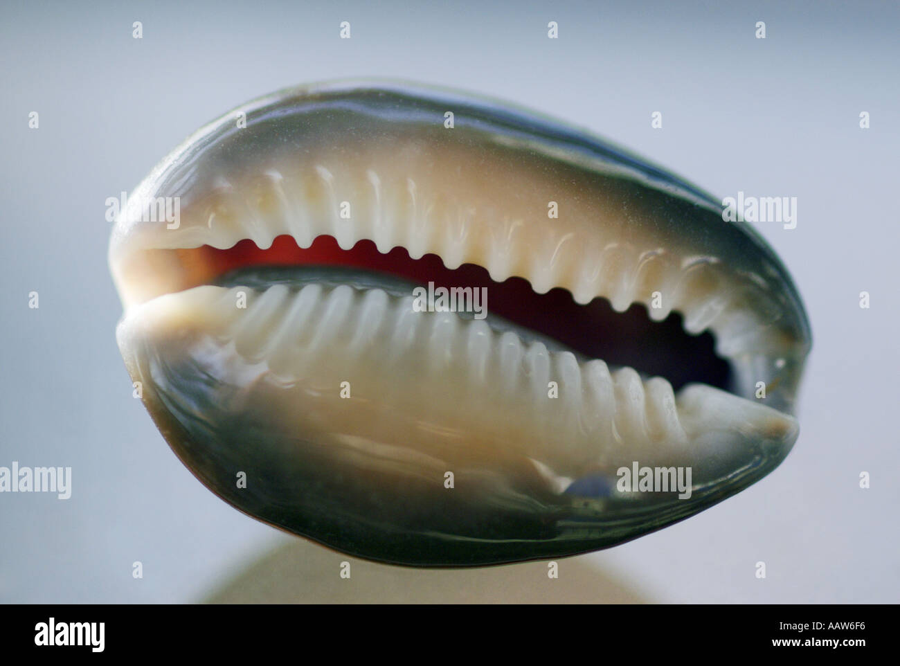Conch shell mouth hi-res stock photography and images - Alamy