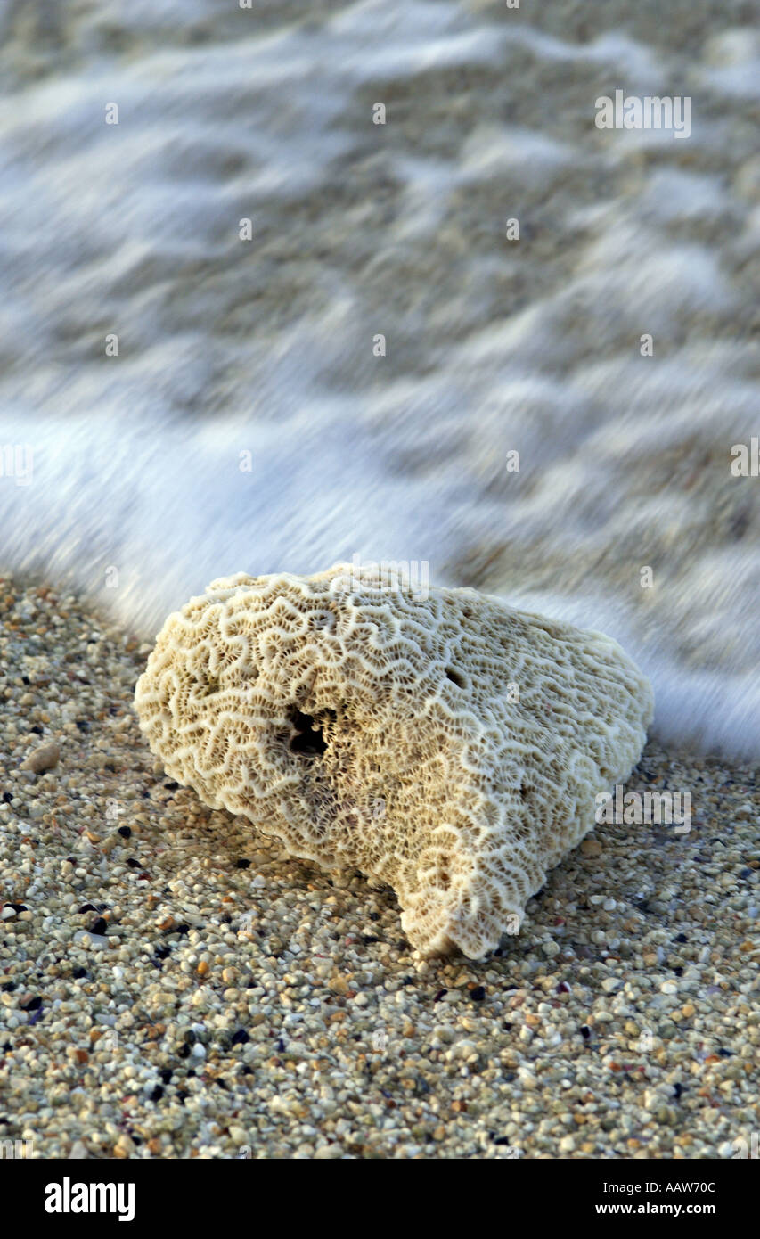 dead coral block washed up on the beach Stock Photo - Alamy