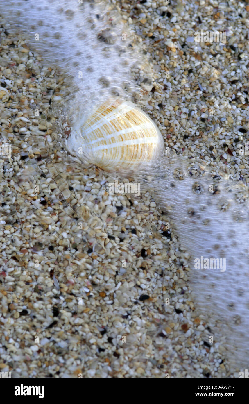 shell washed up on the beach Stock Photo - Alamy