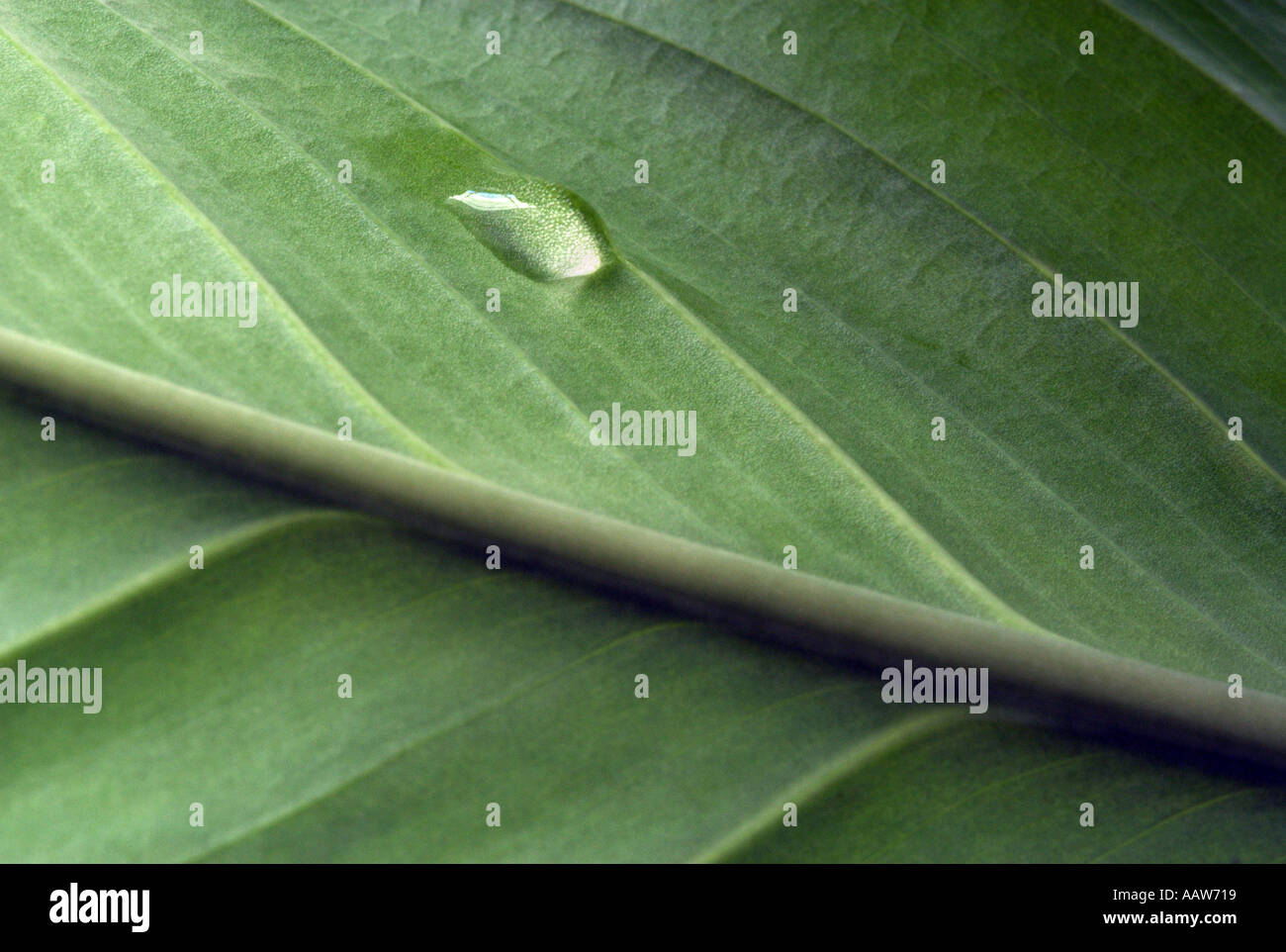 water drop on leaf Stock Photo - Alamy