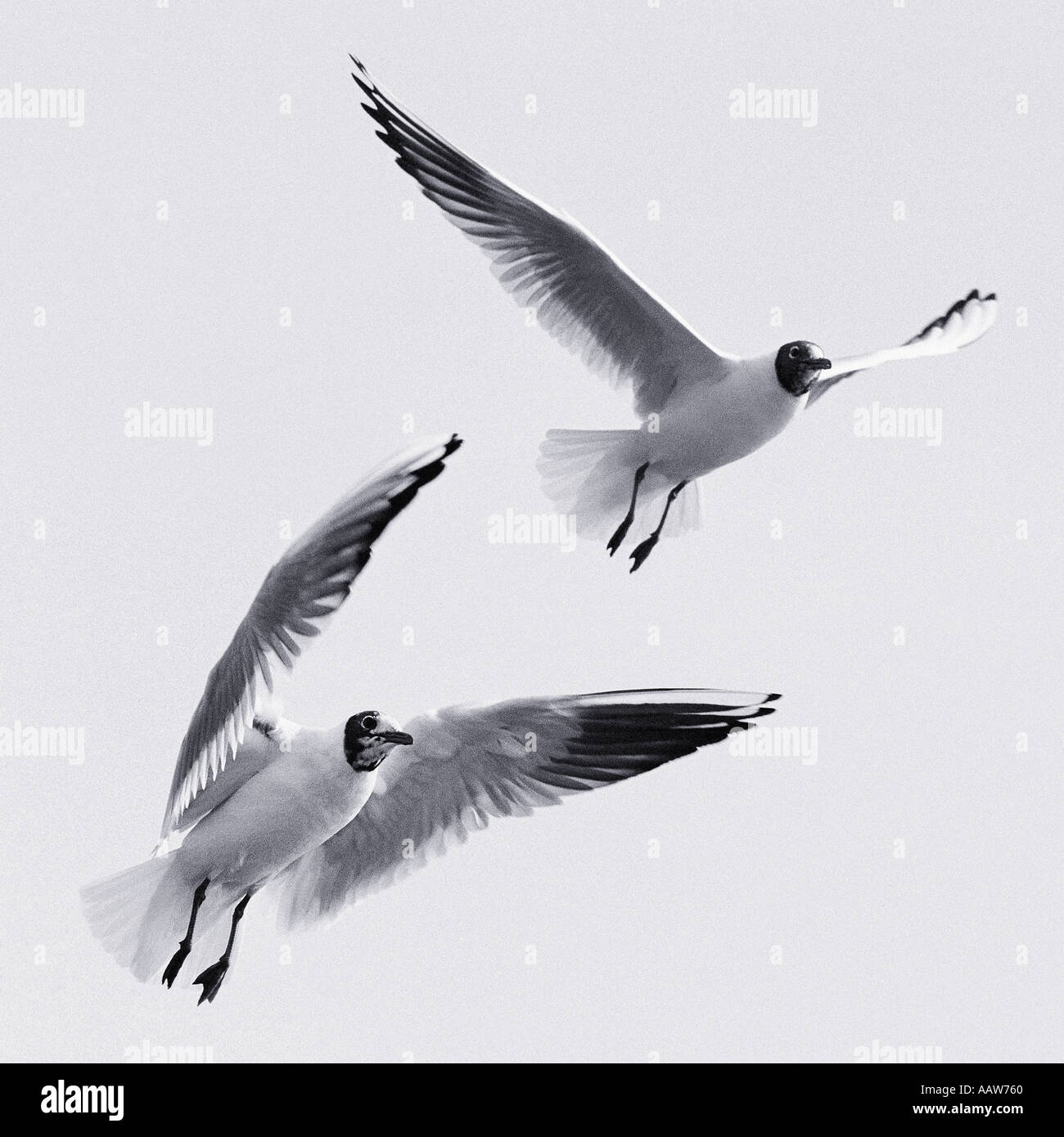 two gulls in flight Stock Photo - Alamy