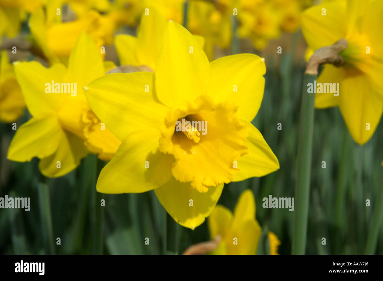 Daffodils in the kent countryside Stock Photo - Alamy