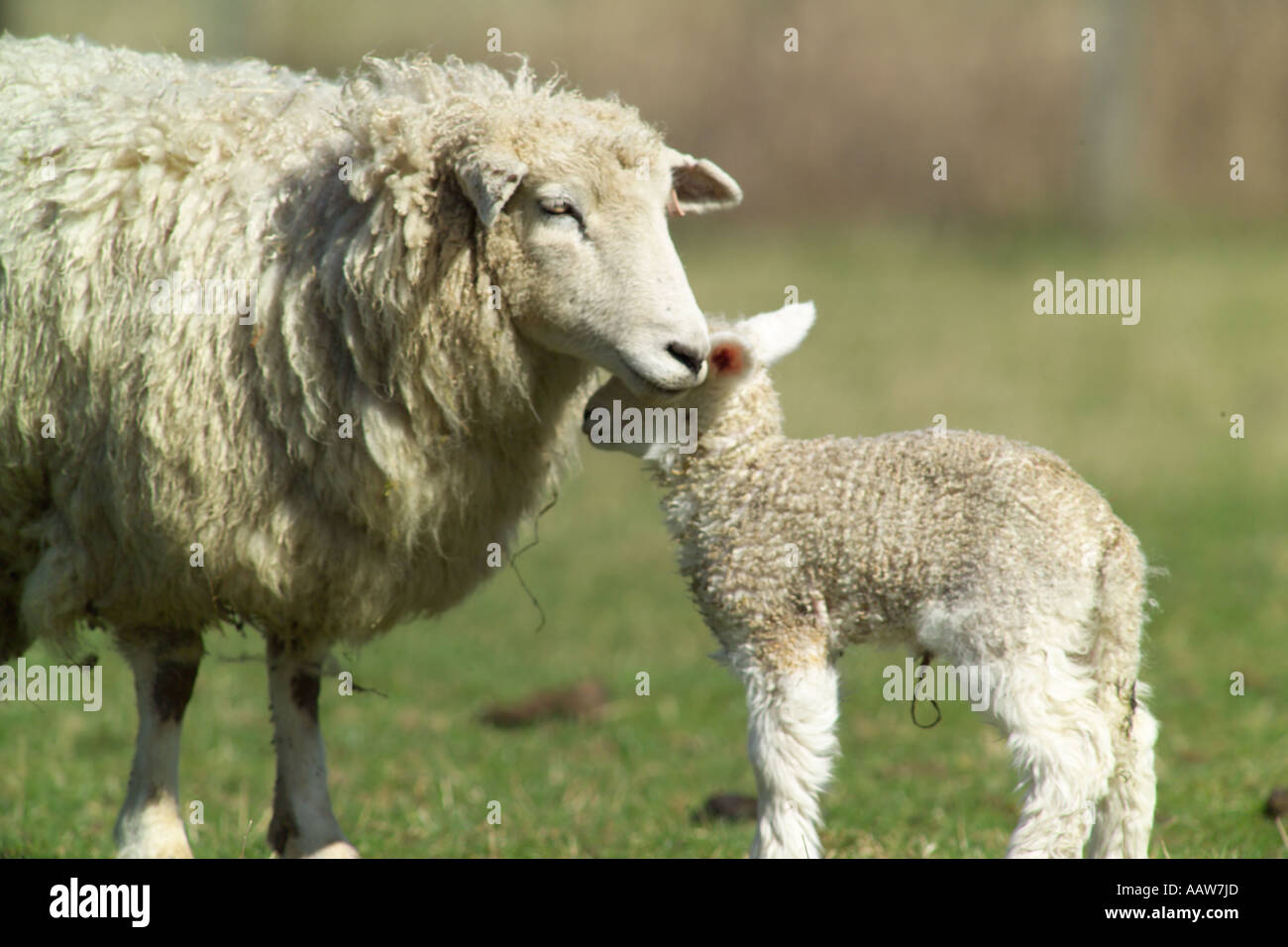 sheep newborn lamb and mother in field Stock Photo - Alamy