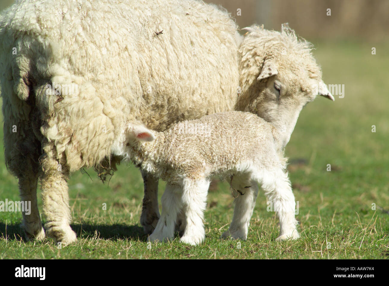sheep newborn lamb and mother in field Stock Photo - Alamy
