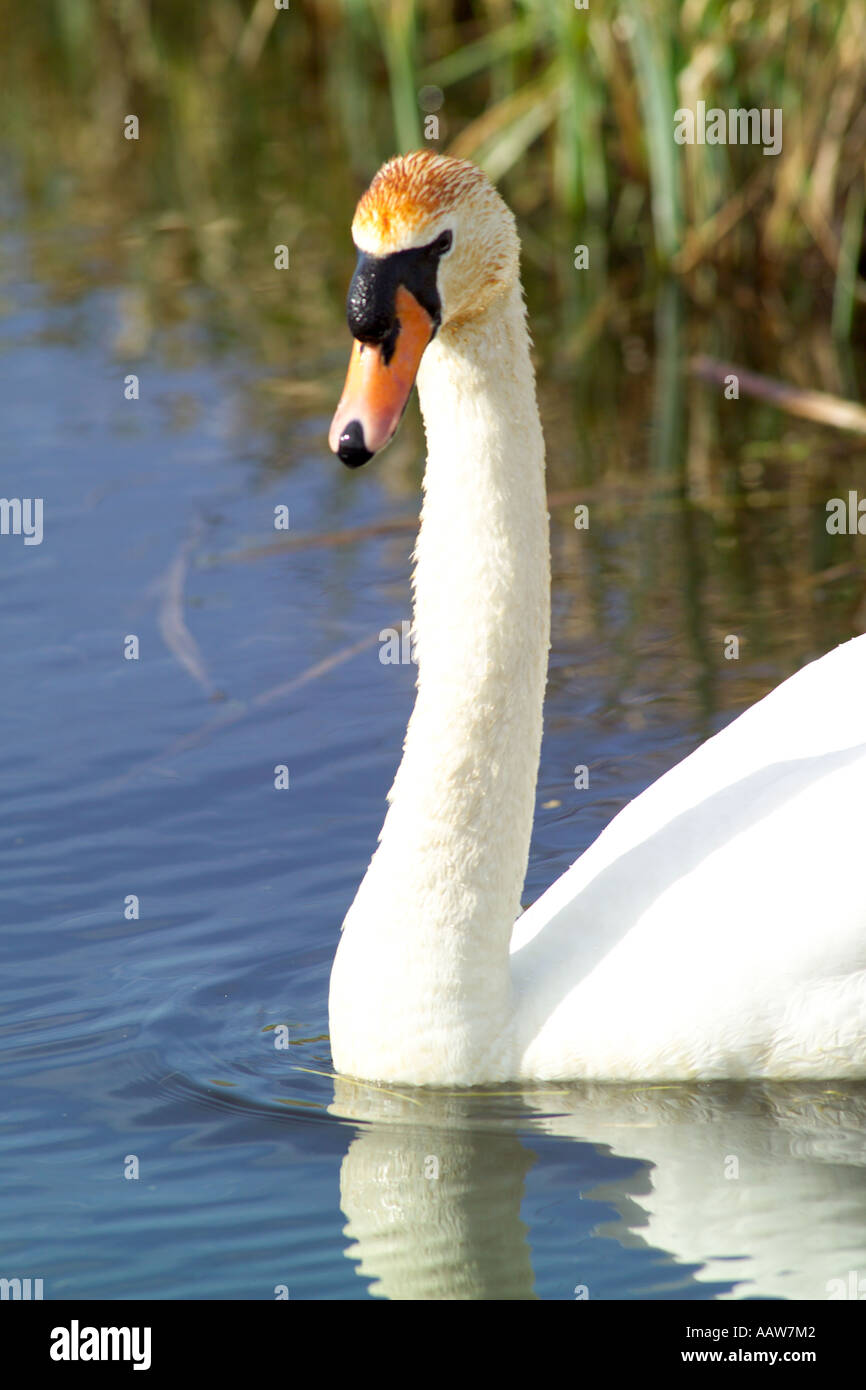 one single swan alone on the stodmarsh nature reserve kent Stock Photo ...