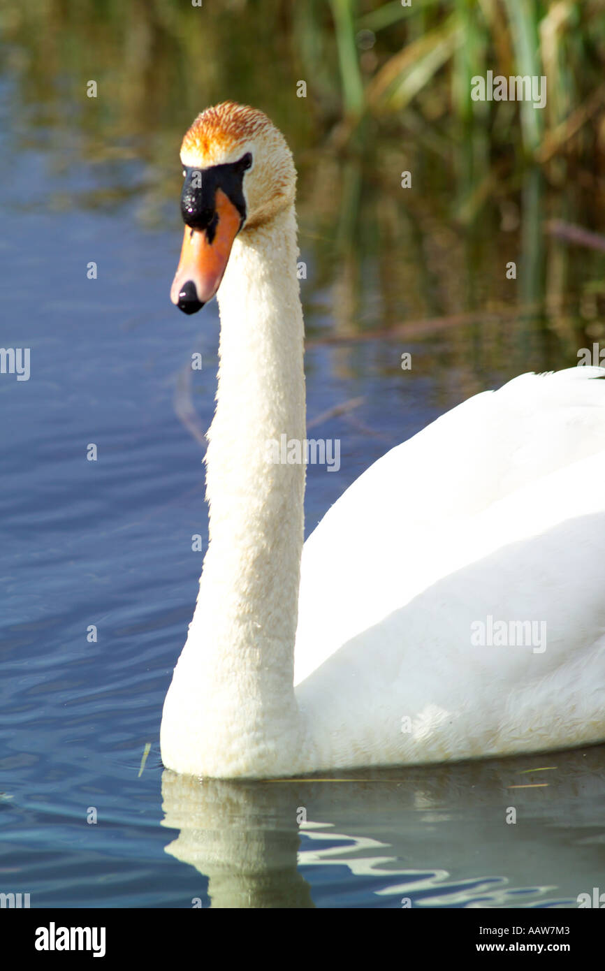 one single swan alone on the stodmarsh nature reserve kent Stock Photo ...