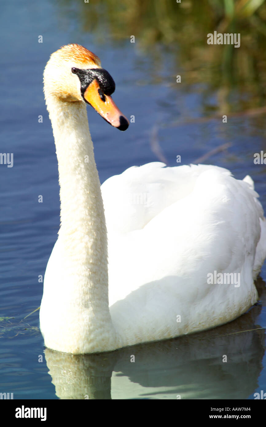 one single swan alone on the stodmarsh nature reserve kent Stock Photo ...