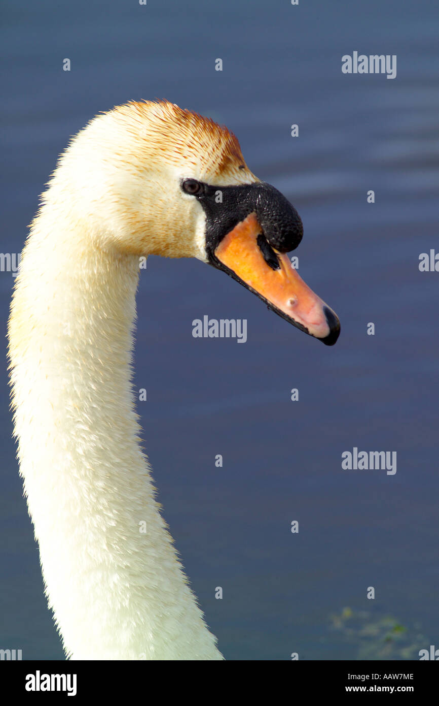 one single swan alone on the stodmarsh nature reserve kent Stock Photo ...