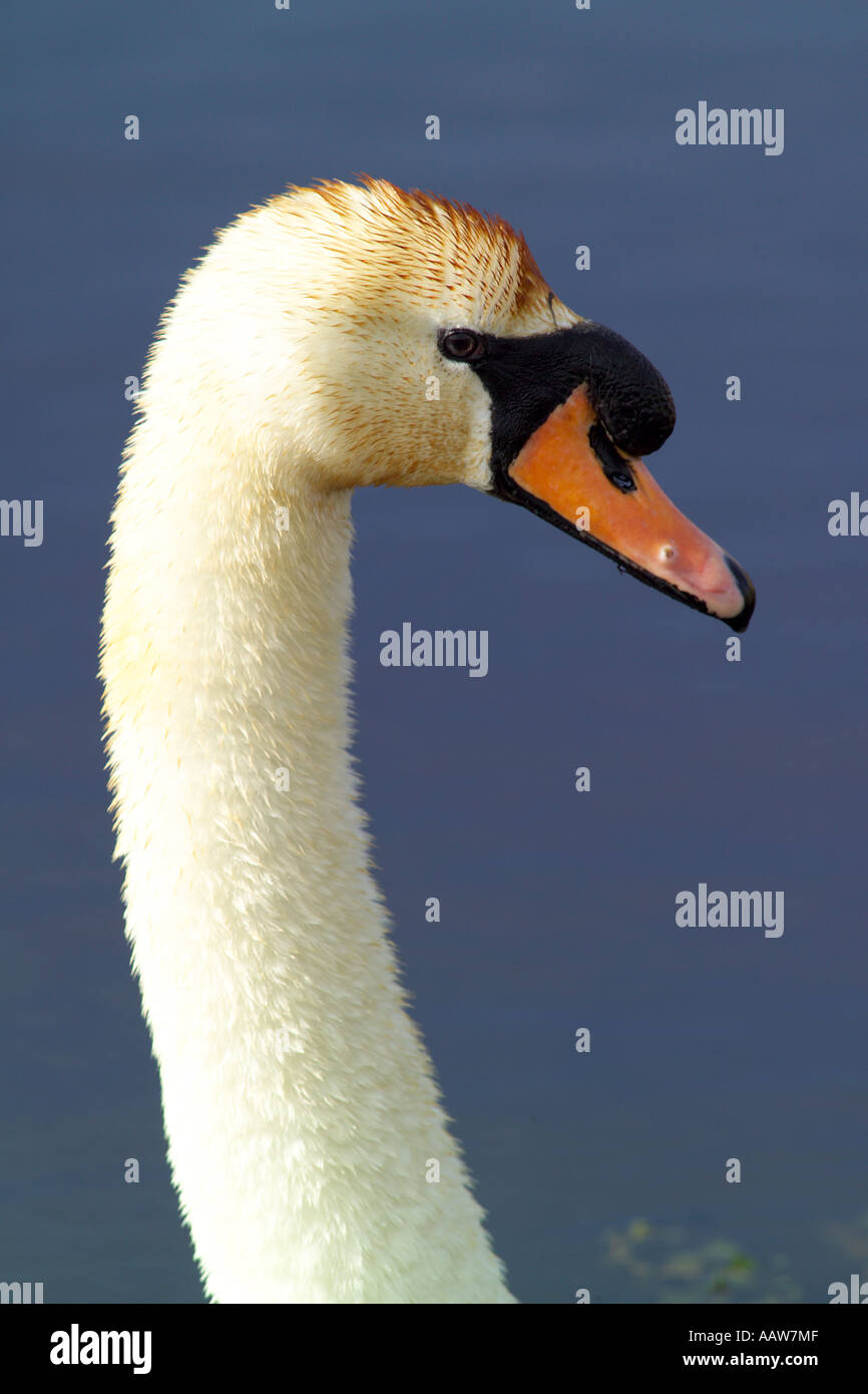 one single swan alone on the stodmarsh nature reserve kent Stock Photo ...
