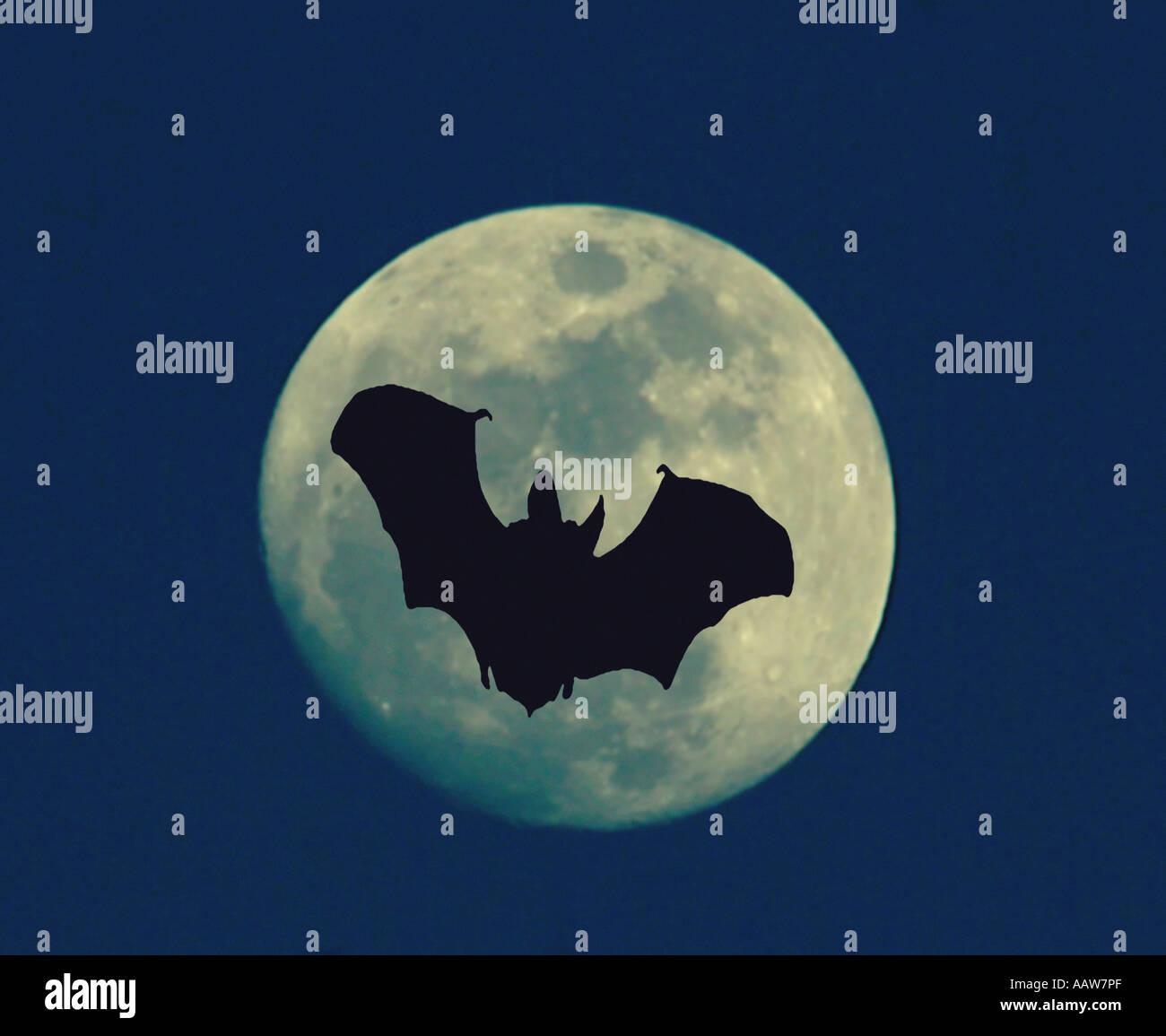 Bat silhouette against moon Stock Photo - Alamy