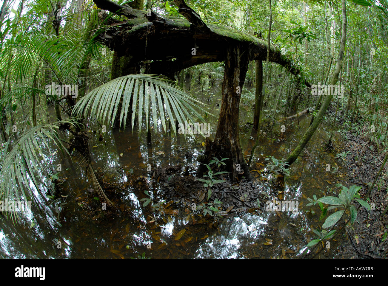 Varzea seasonally flooded forest in the Amazon Rainforest Stock Photo ...