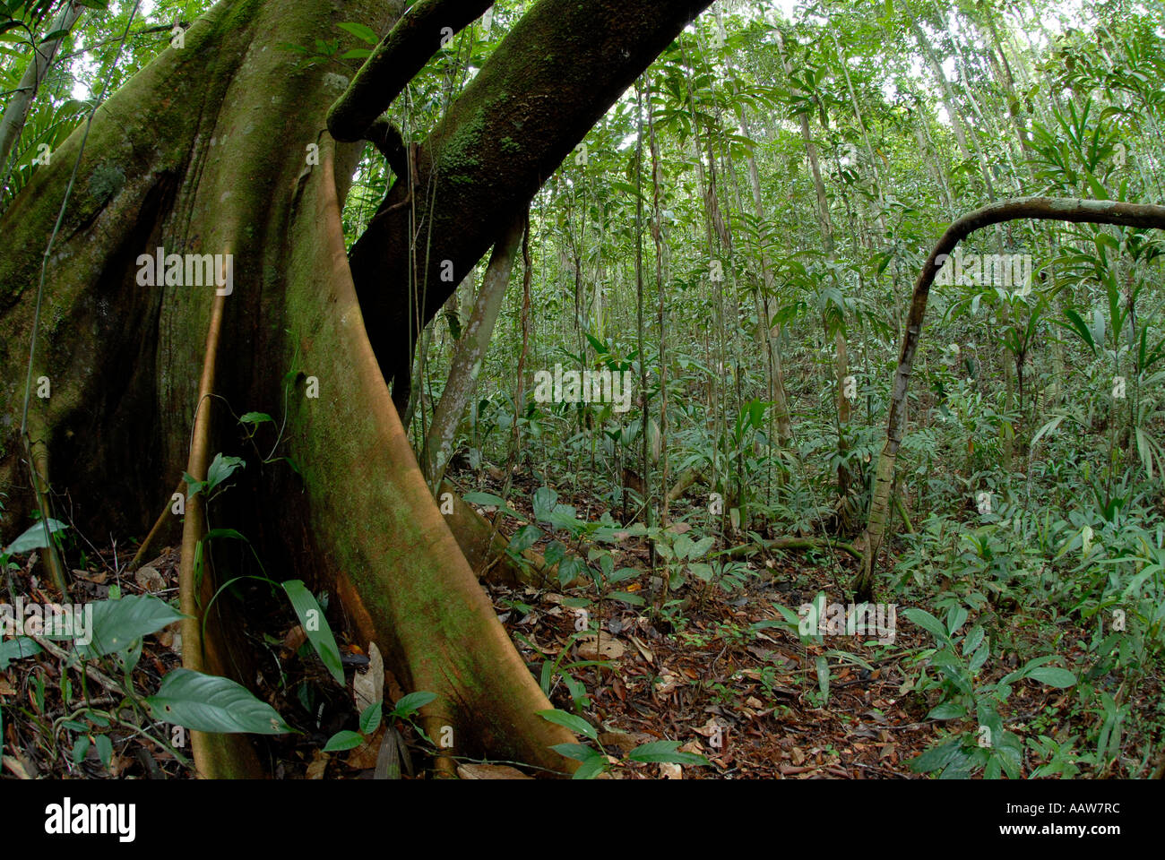 Buttress roots in the Amazon Rainforest Stock Photo - Alamy