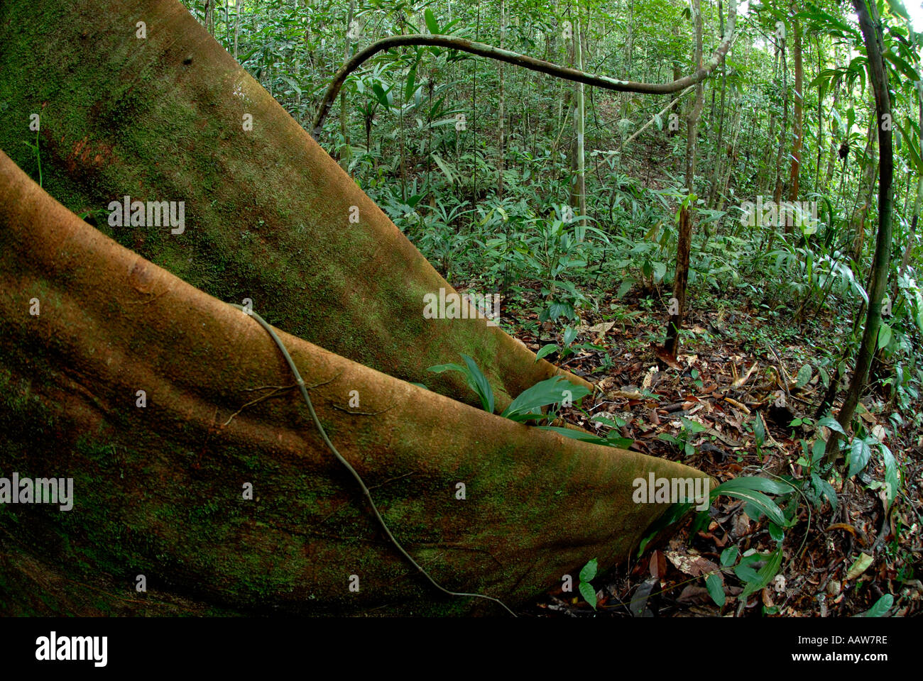 Buttress roots in the Amazon Rainforest Stock Photo - Alamy
