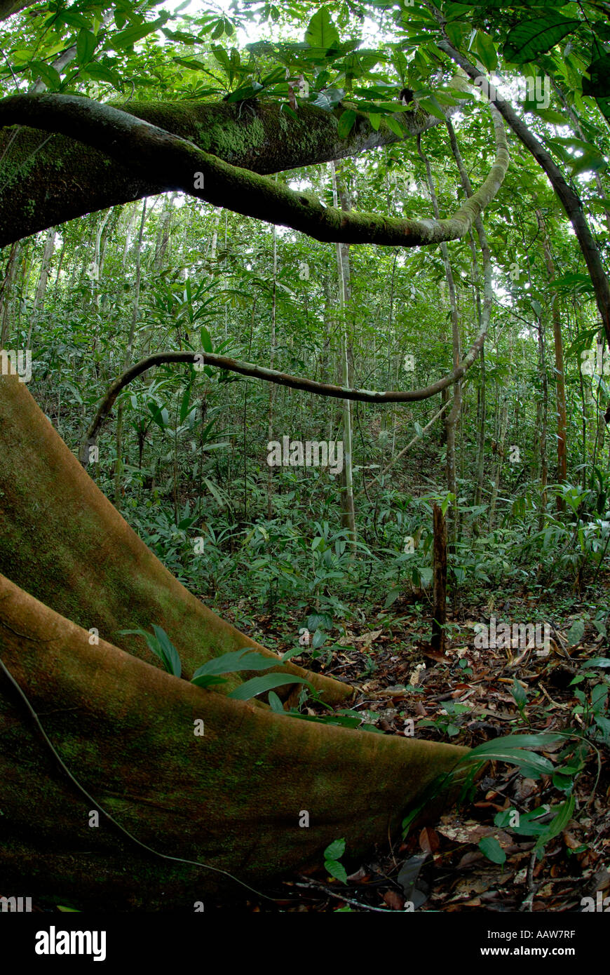 Buttress roots in the Amazon Rainforest. Lago Preto Conservation ...