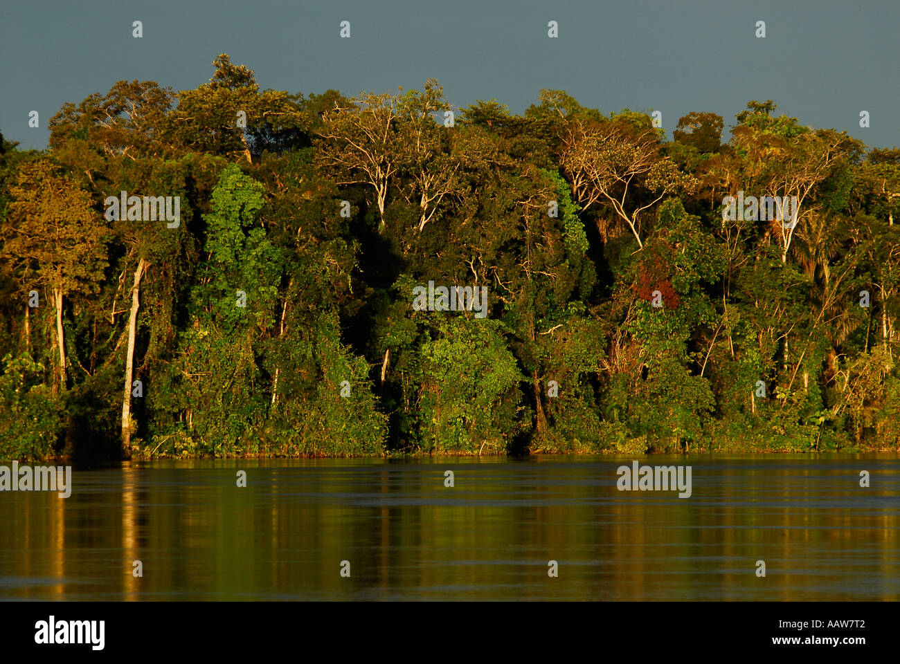 Forest on the Yavari River. Amazonian Rainforest, Yavari Valley, Loreto ...