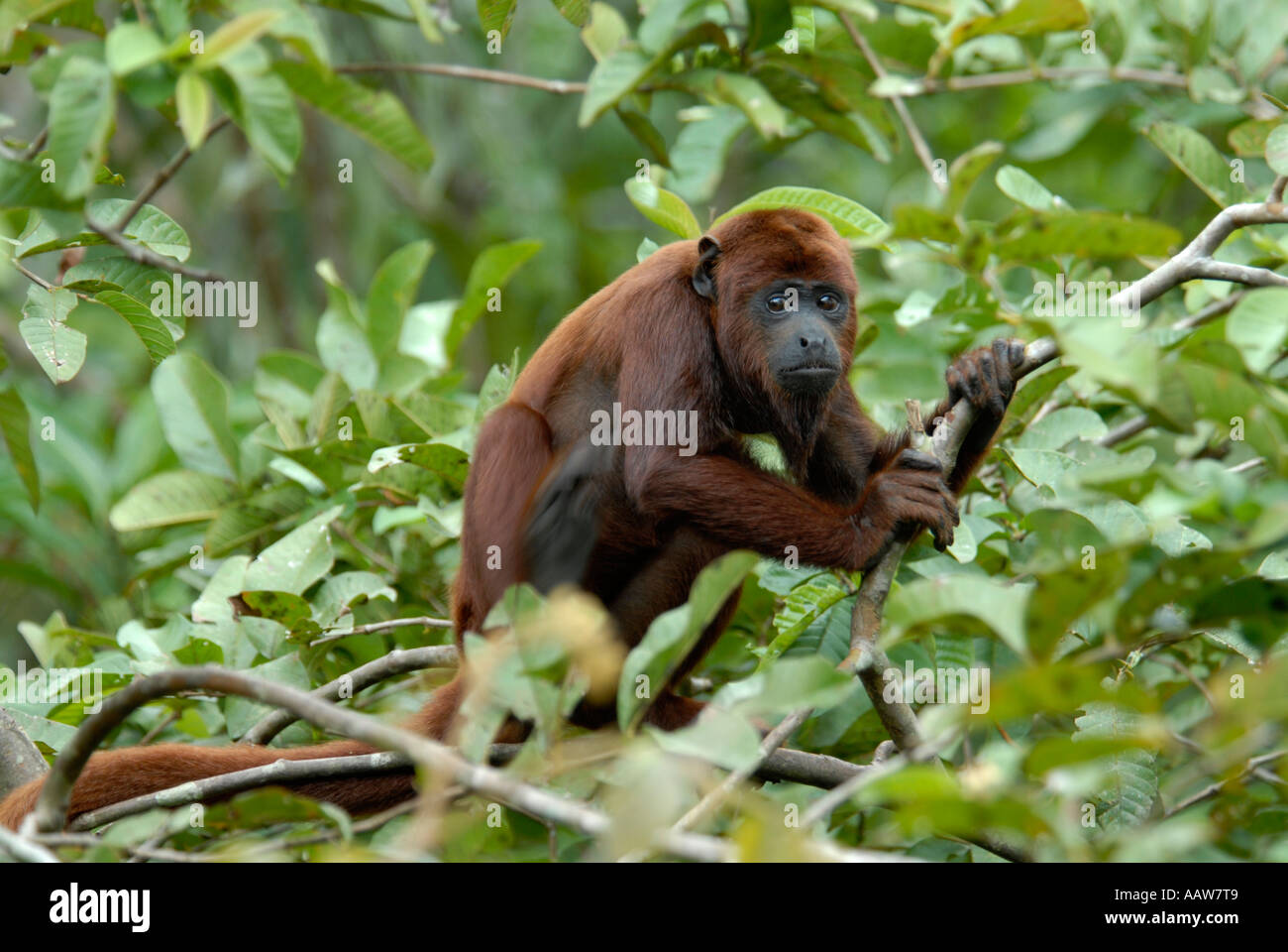 RED HOWLER monkey Alouatta seniculus Stock Photo - Alamy