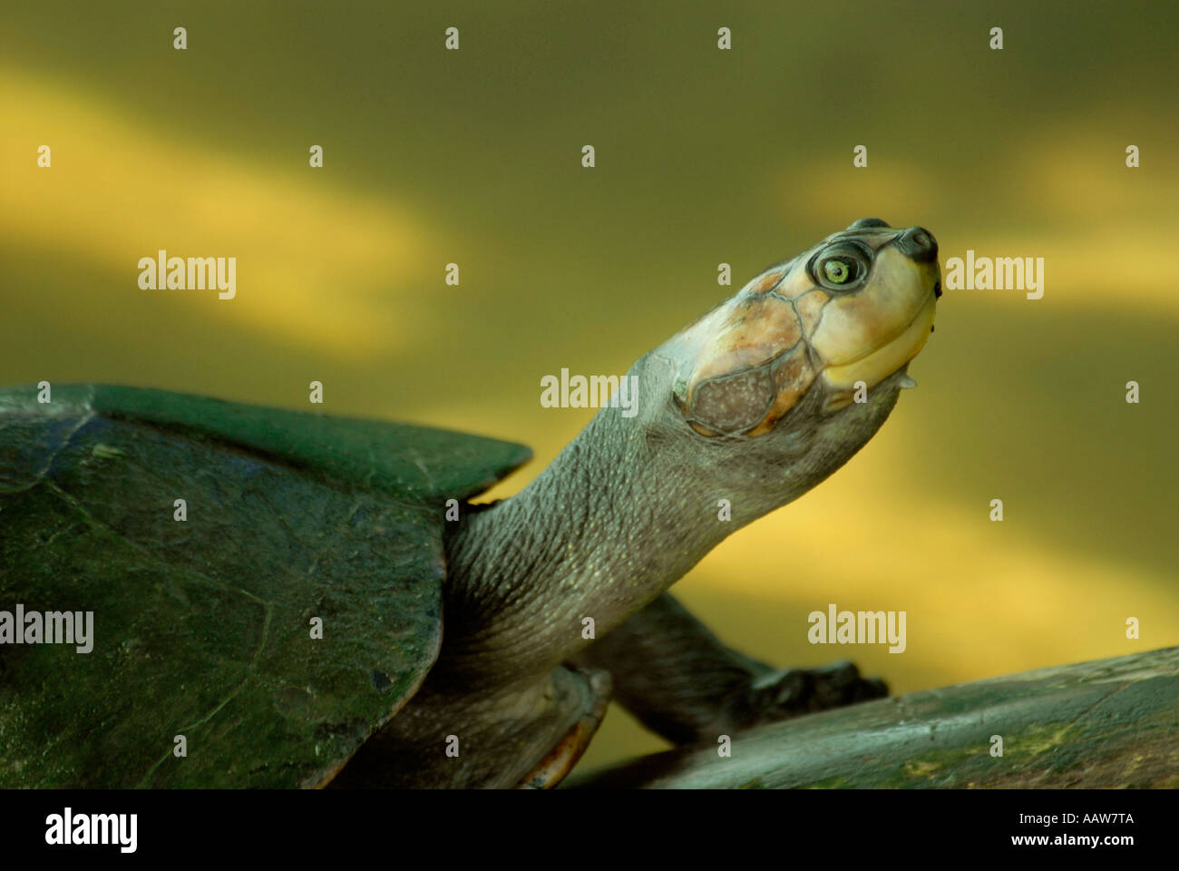 AMAZON or YELLOW-SPOTTED RIVER TURTLE Podocnemis unifilis Stock Photo ...