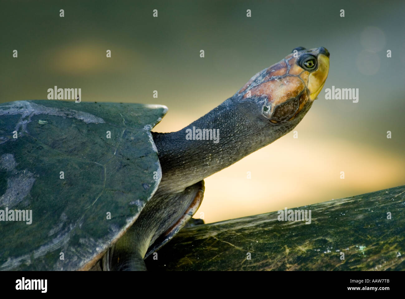 AMAZON or YELLOW-SPOTTED RIVER TURTLE Podocnemis unifilis Stock Photo ...