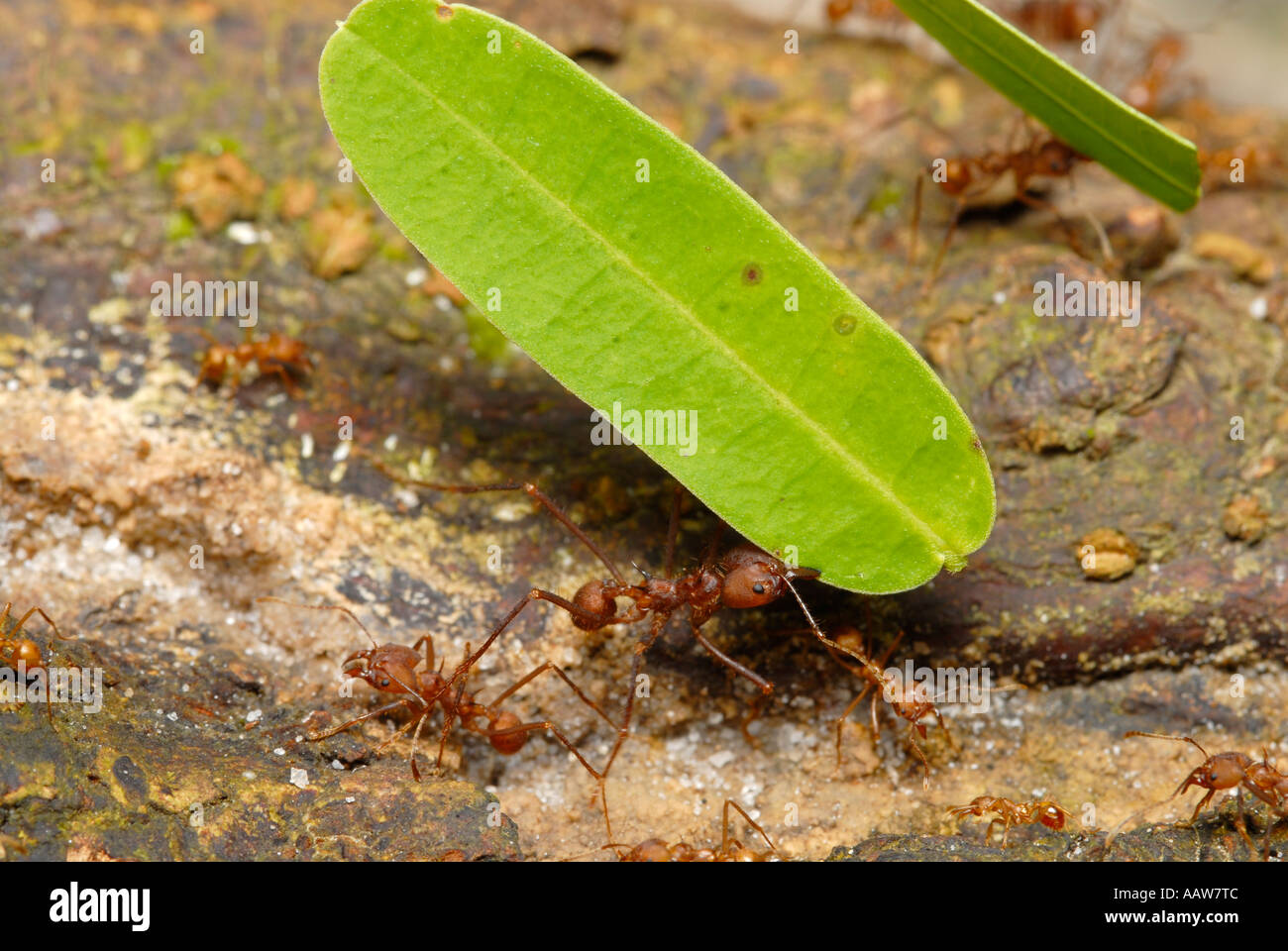 LEAF-CUTTER ANT with leaf Atta sp. Amazonian Rainforest, Loreto, Peru ...