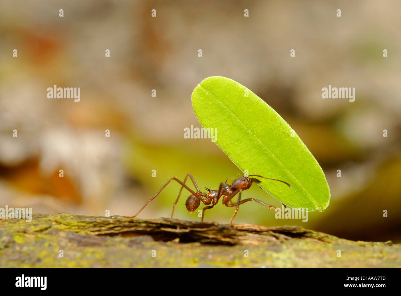 LEAF-CUTTER ANT with leaf Atta sp. Amazonian Rainforest, Loreto, Peru ...