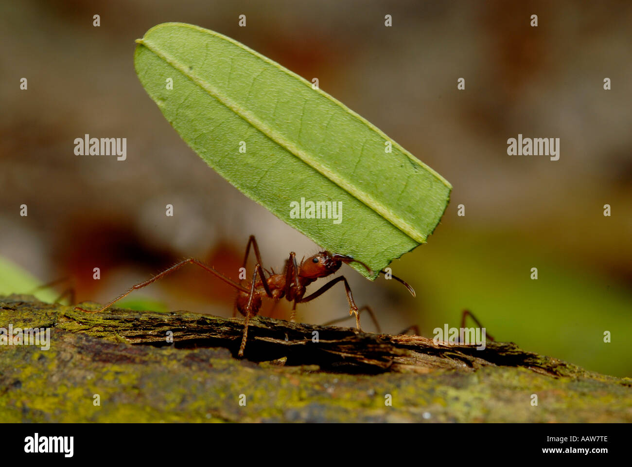 Leafcutter ant atta sp carrying leaf hi-res stock photography and ...