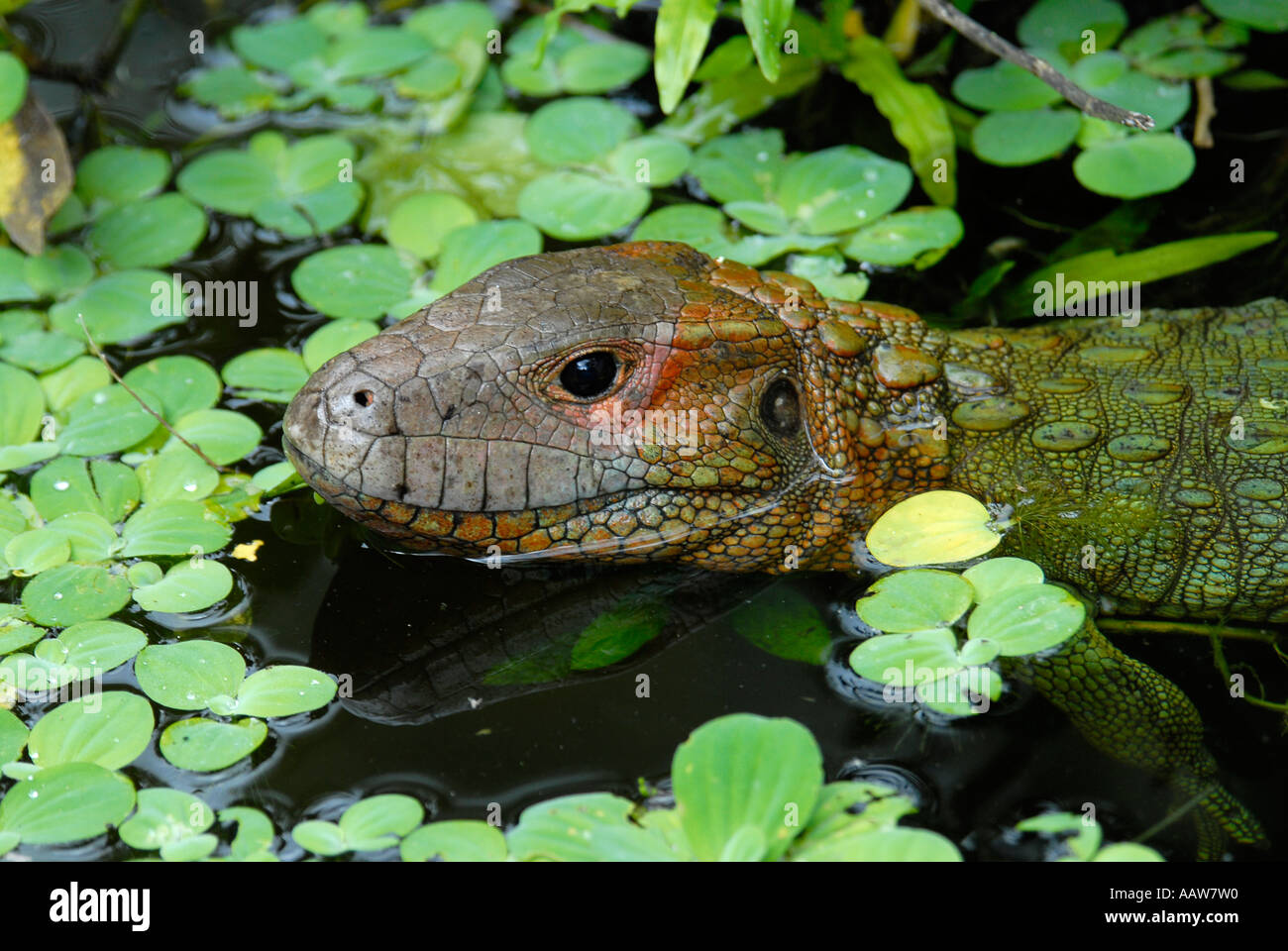 Baby Caiman Lizard