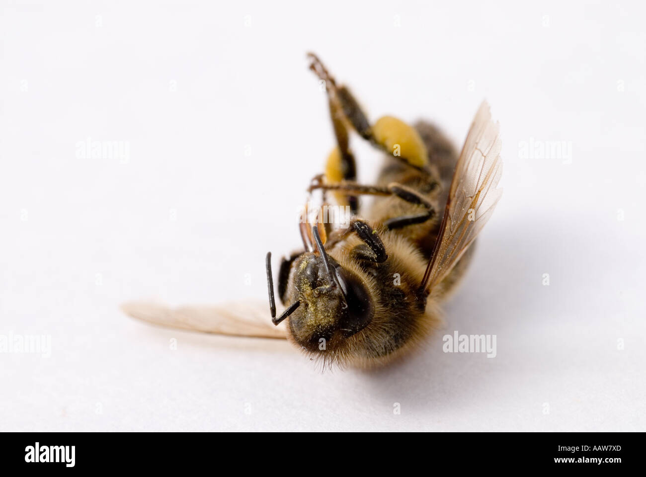 Dead bee hi-res stock photography and images - Alamy