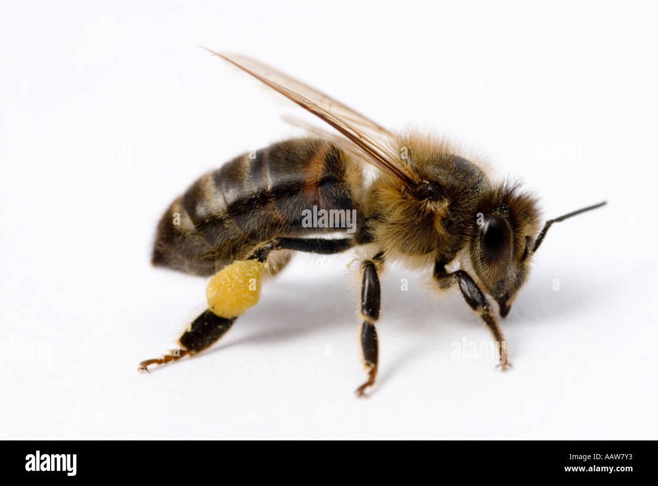 HONEYBEE worker Apis mellifera Stock Photo - Alamy