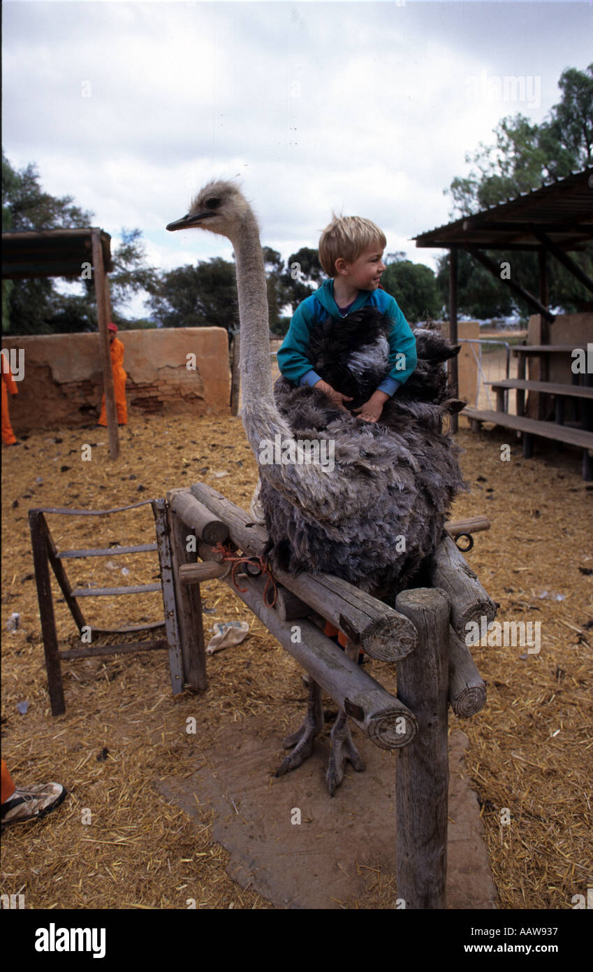Ostrich riding Outdshoorn South Africa Stock Photo - Alamy
