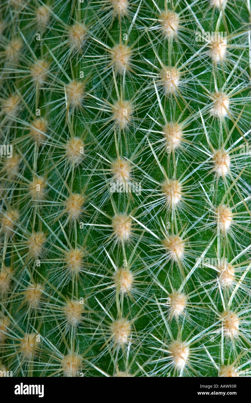 Cactus close up Stock Photo - Alamy